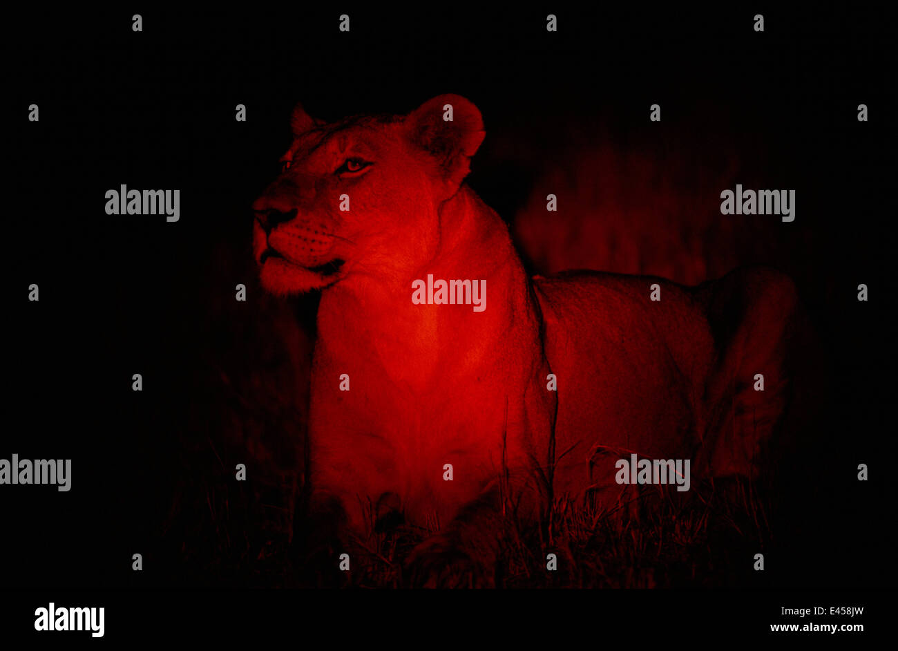 Lioness at night hi-res stock photography and images - Alamy