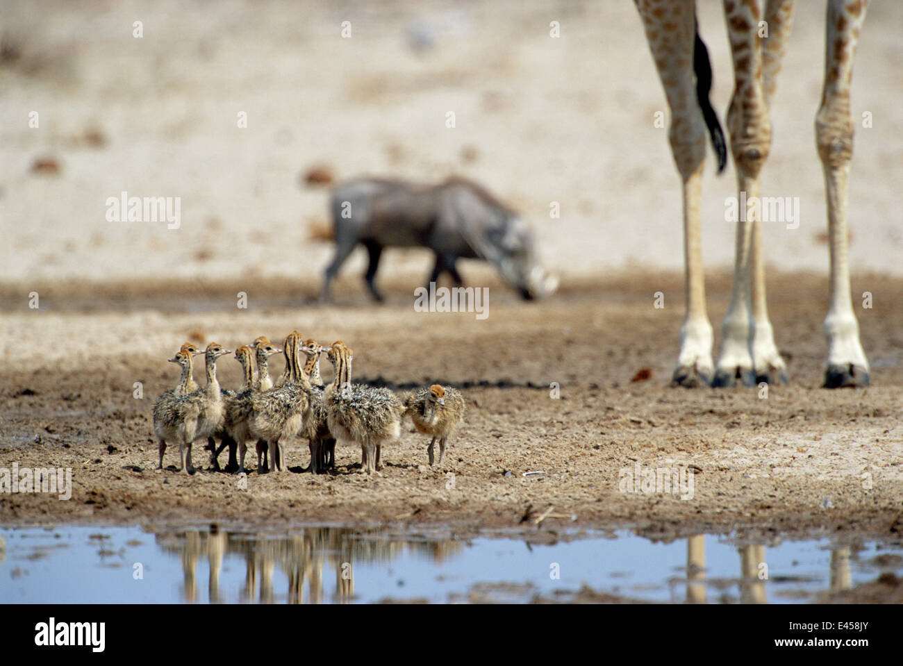 Ostrich chicks {Struthio camelus} Etosha NP, Namibia. Giraffe legs and ...