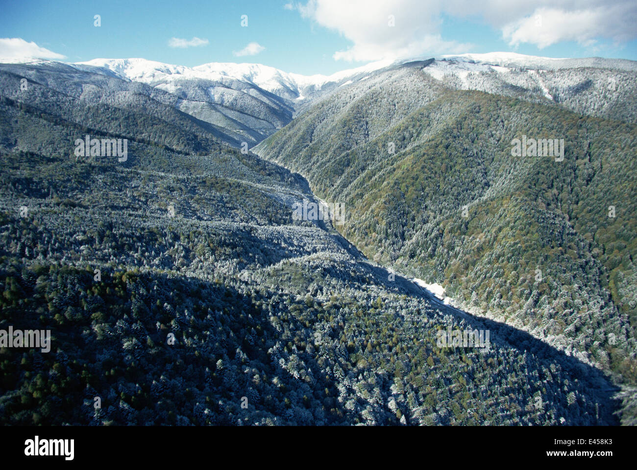 Coniferous forest landscape with first snow of winter Carpathian ...