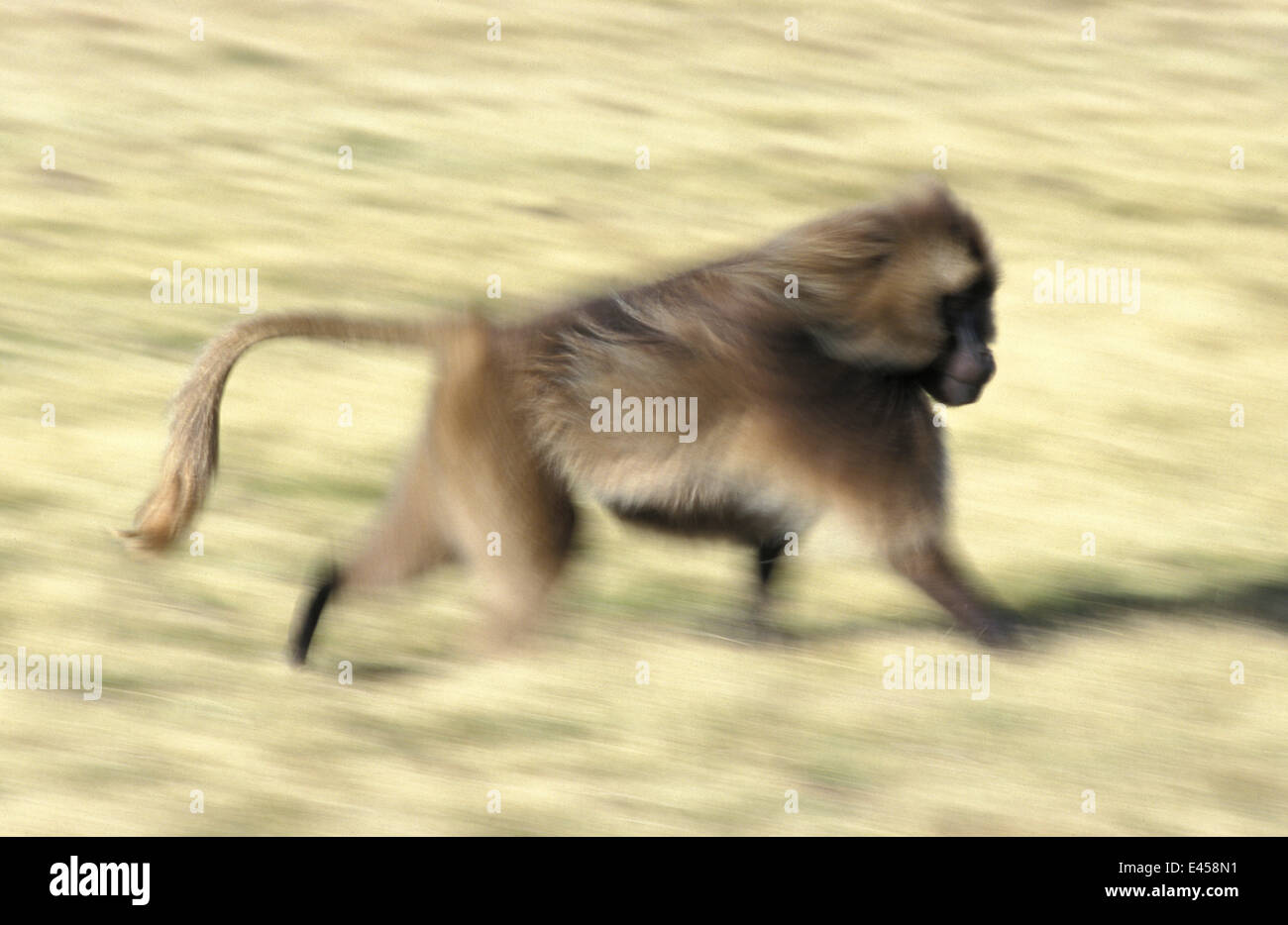 Gelada baboon male running, Simien Mt NP, Ethiopia {Theropithecus ...