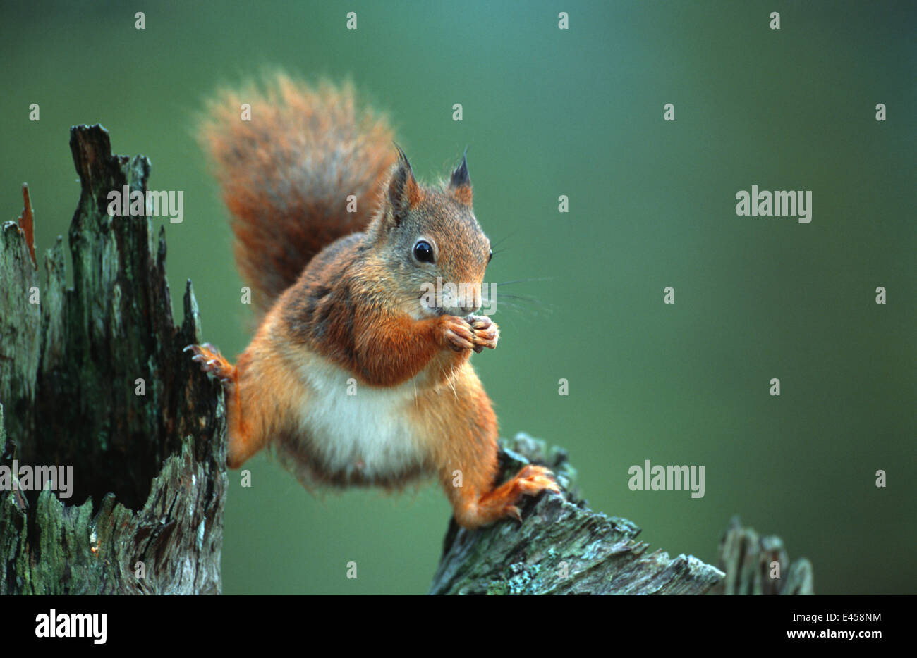 Red squirrel balancing on pine stump {Sciurus vulgaris} Norway Stock ...