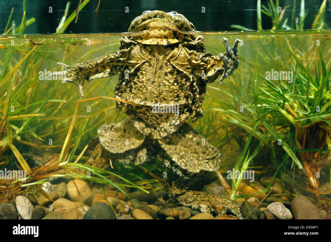 Giant titicaca frog telmatobius culeus hi-res stock photography and ...