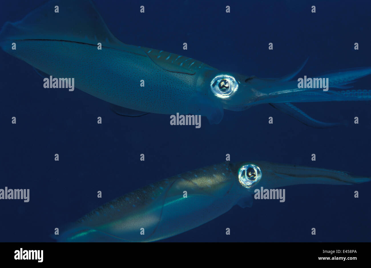 Mating pair of Big fin reef squids {Sepioteuthis lessoniana} Indo ...