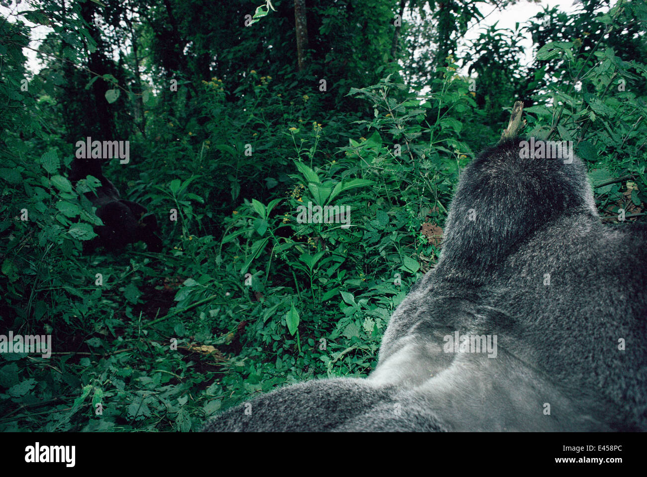 Silverback Mountain gorilla displays to another male Virunga NP, DR ...