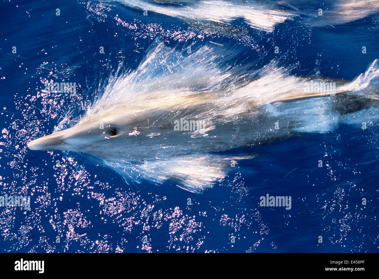 Atlantic spotted dolphin bow-riding {Stenella frontalis} Bahamas ...