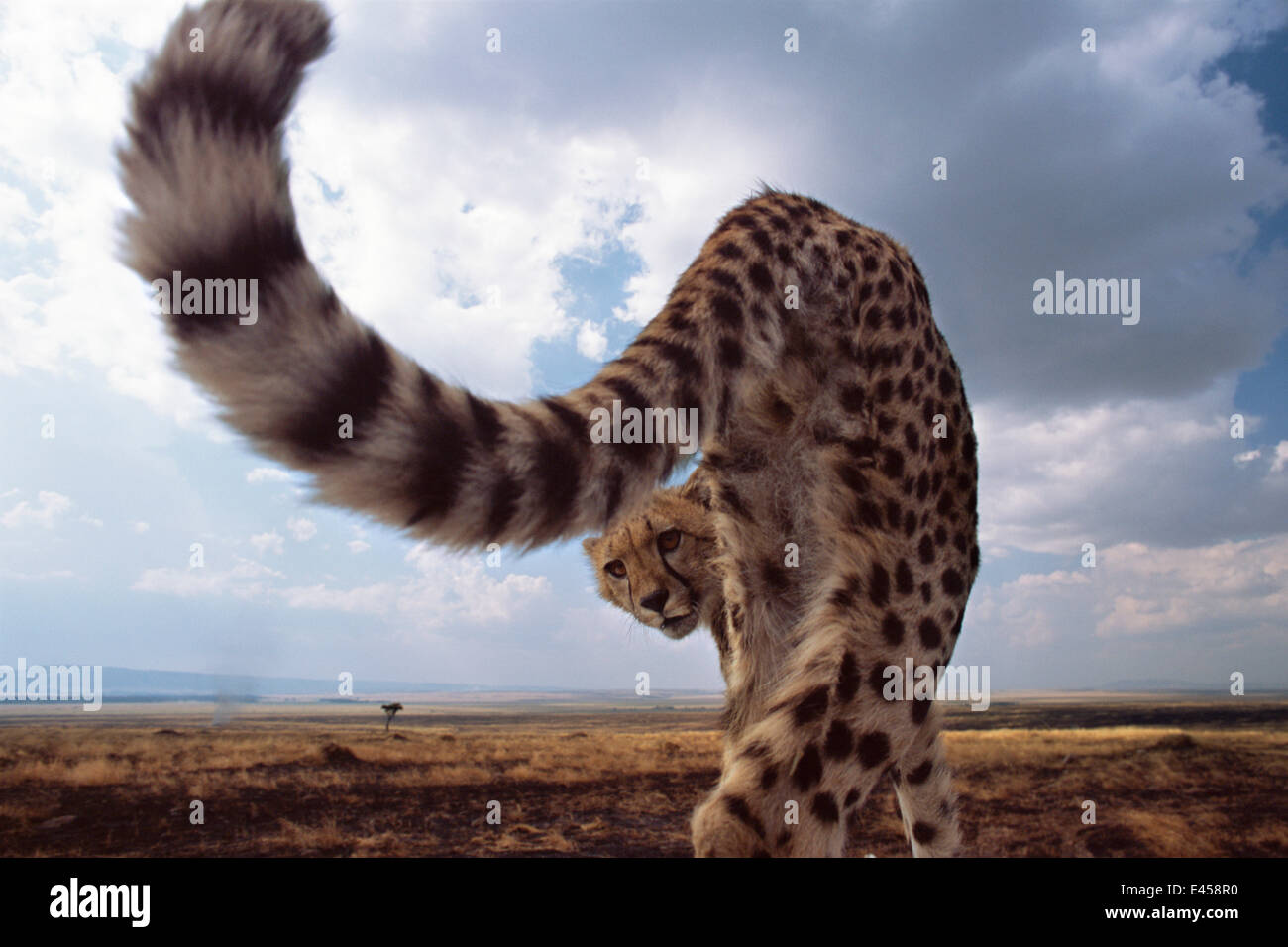 Juvenile male Cheetah on bonnet of vehicle looking back under tail at ...