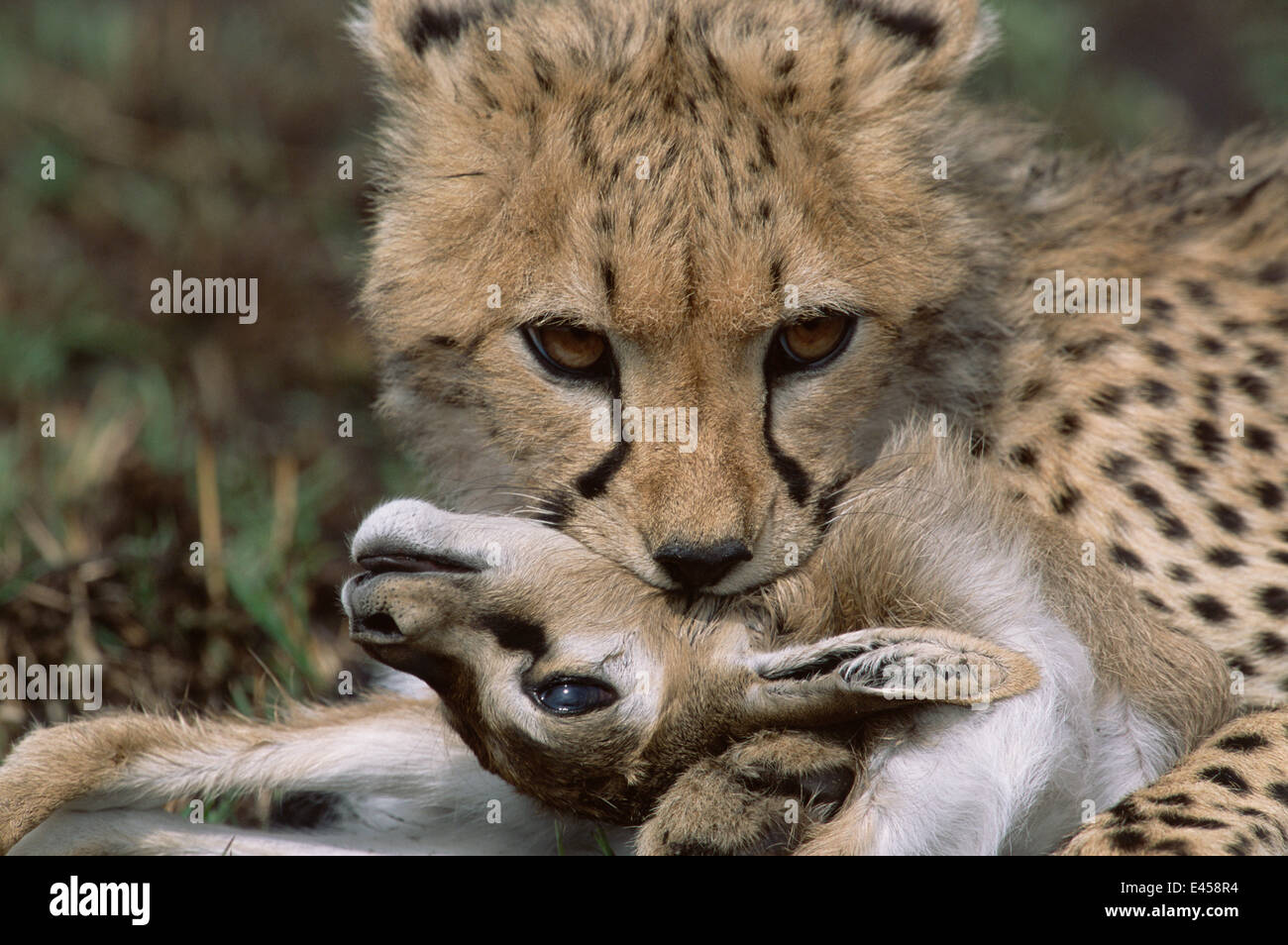 Cheetah cub bites throat of gazelle prey, Masai Mara, Kenya {Acinonyx ...