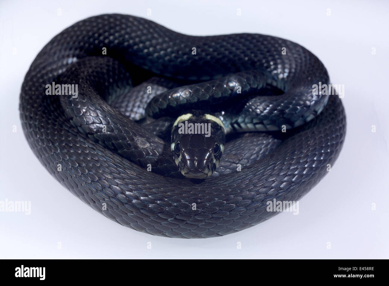 Grass snake {Natrix natrix} captive Stock Photo - Alamy