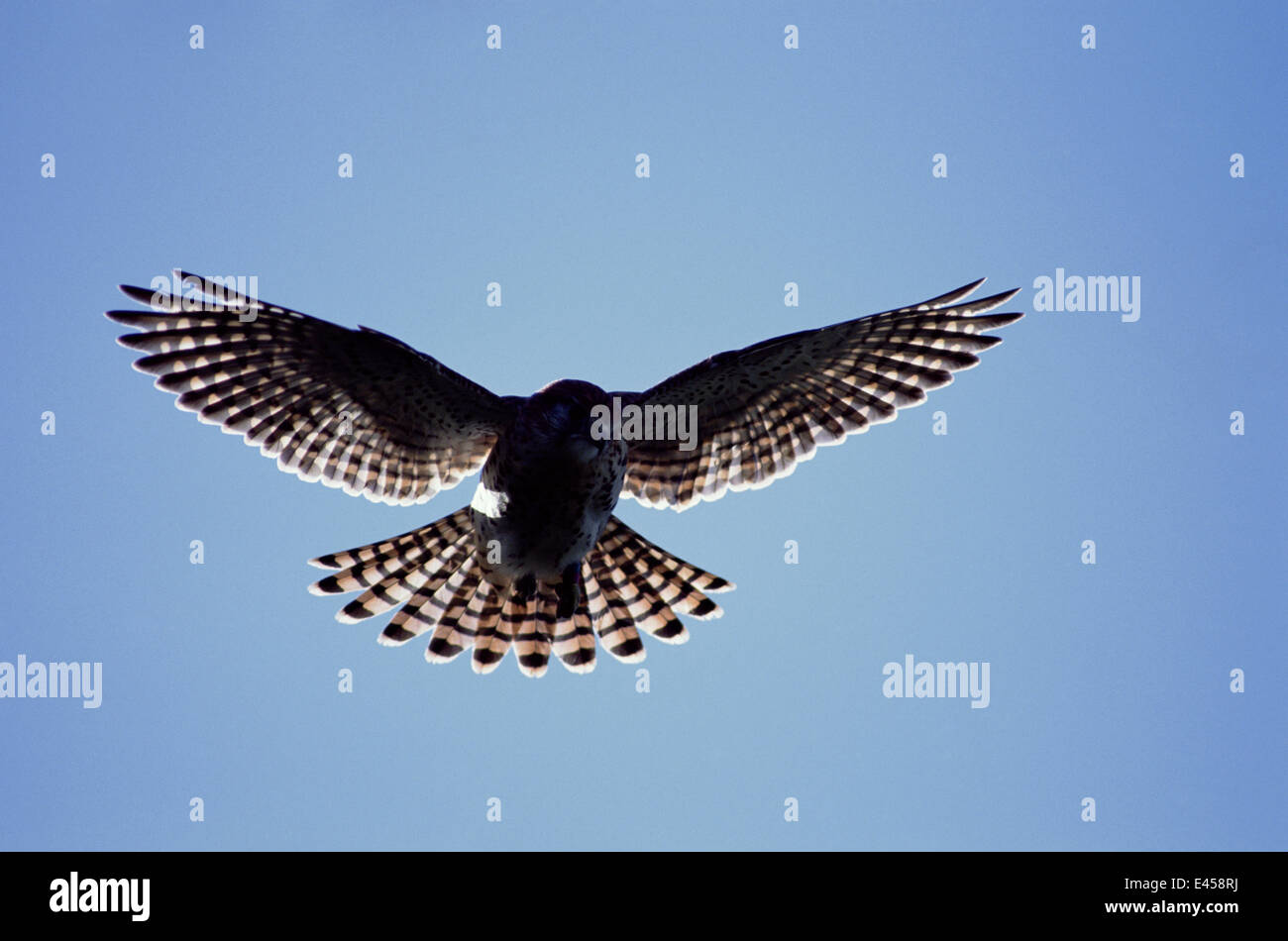 Mauritius kestrel hovering {Falco punctatus} Mauritius Stock Photo - Alamy