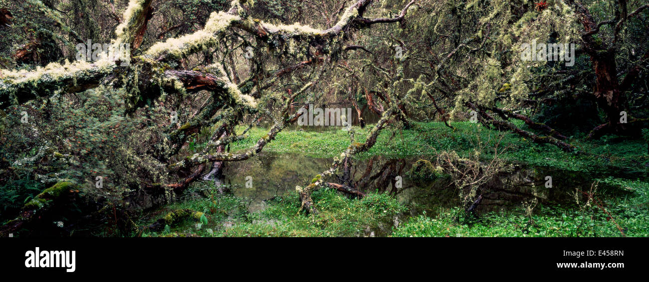 Paramo wetland habitat with {Polylepis incana} trees. El Angel reserve ...