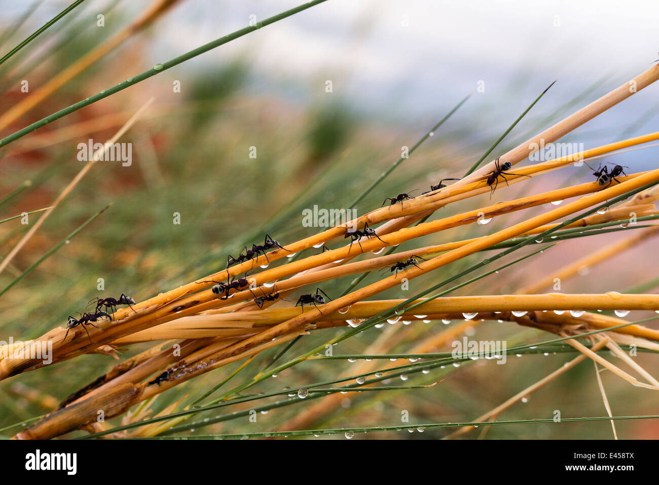 Ant synergy hi-res stock photography and images - Alamy