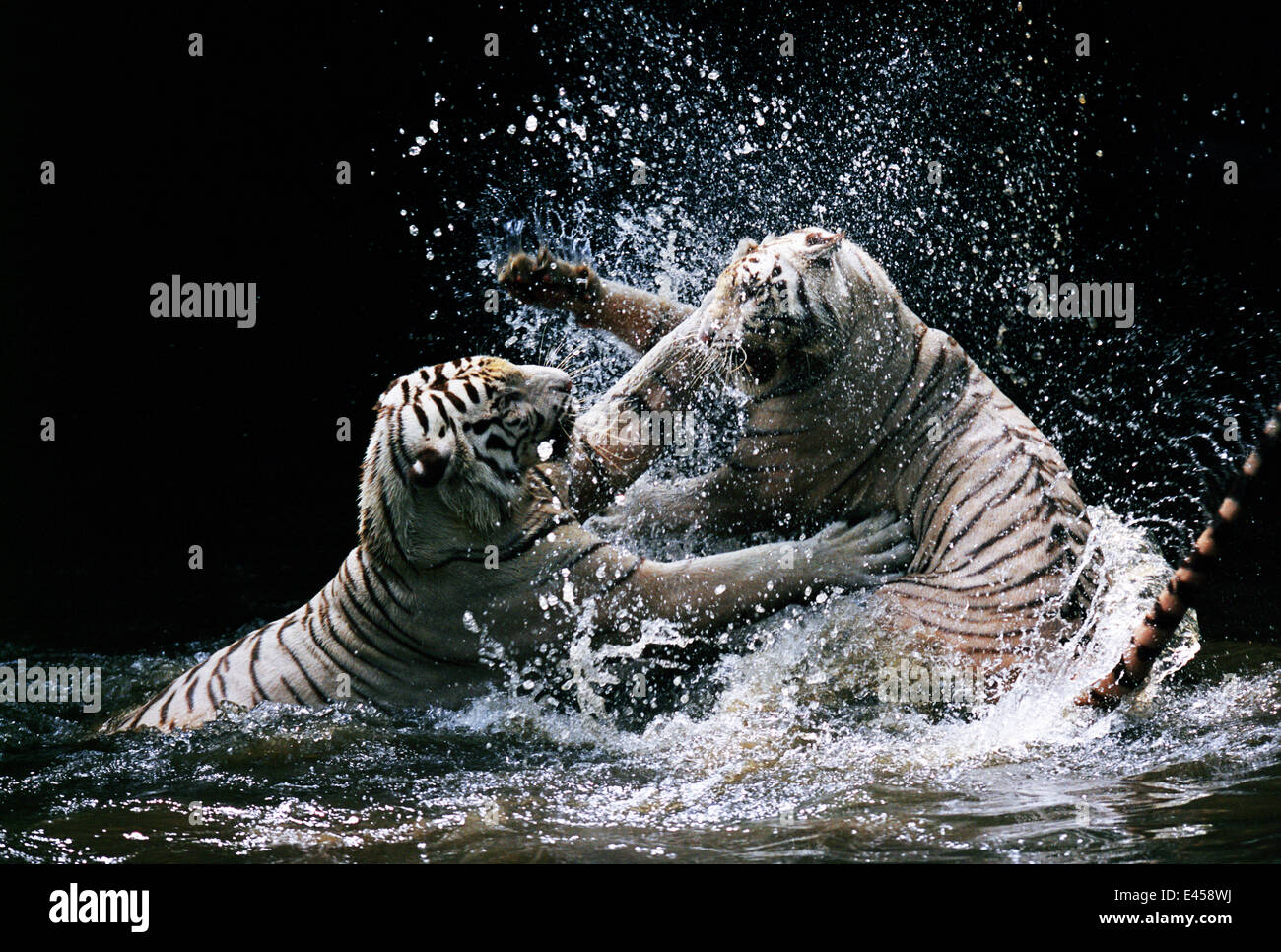 White Tigers Fighting