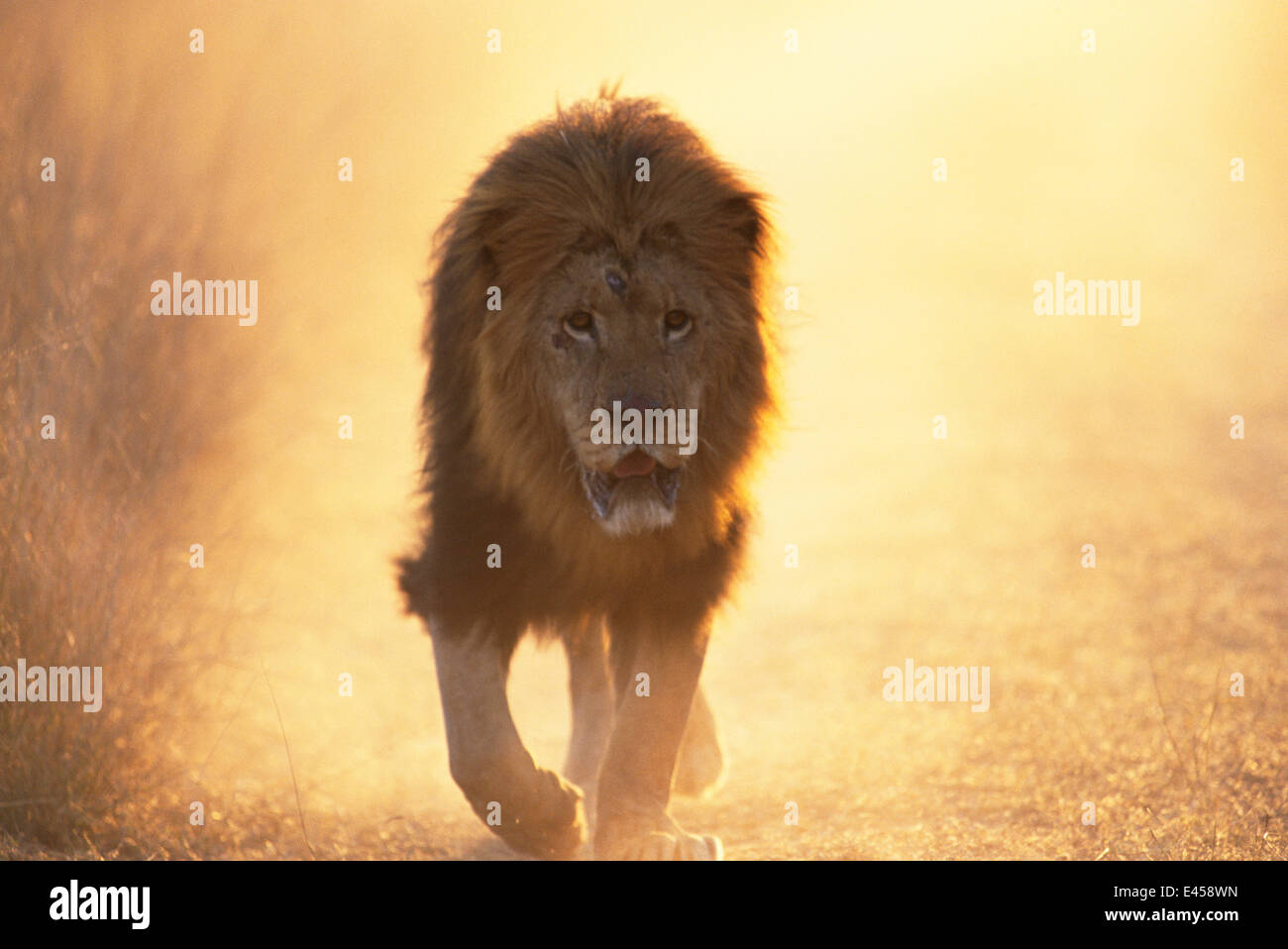 Leo camera hi-res stock photography and images - Alamy