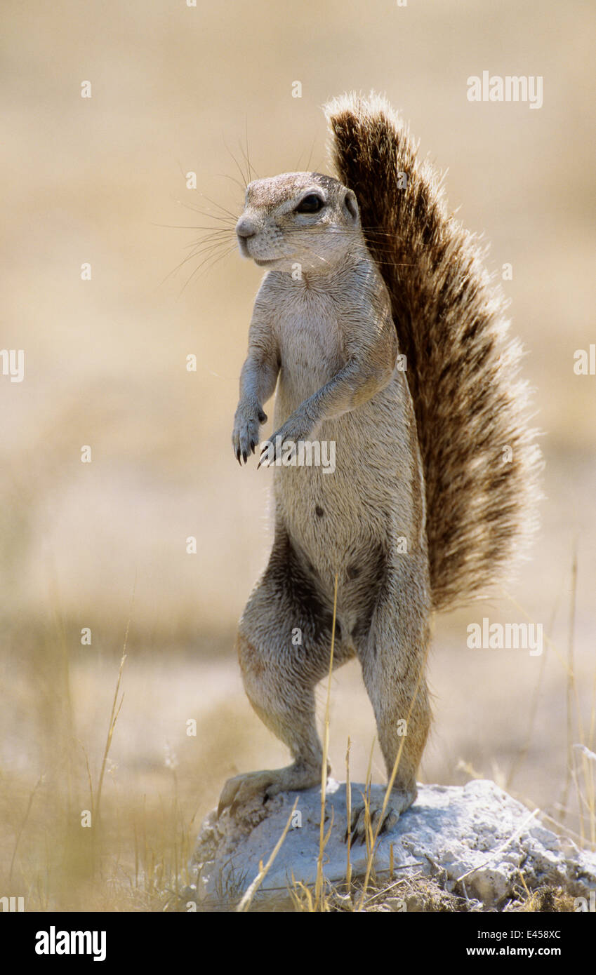 Female desert squirrel standing hi-res stock photography and images - Alamy