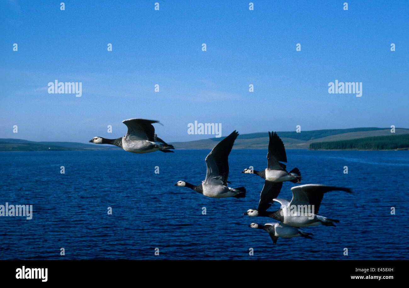 Barnacle geese in flight over water {Branta leucopsis} UK Stock Photo ...
