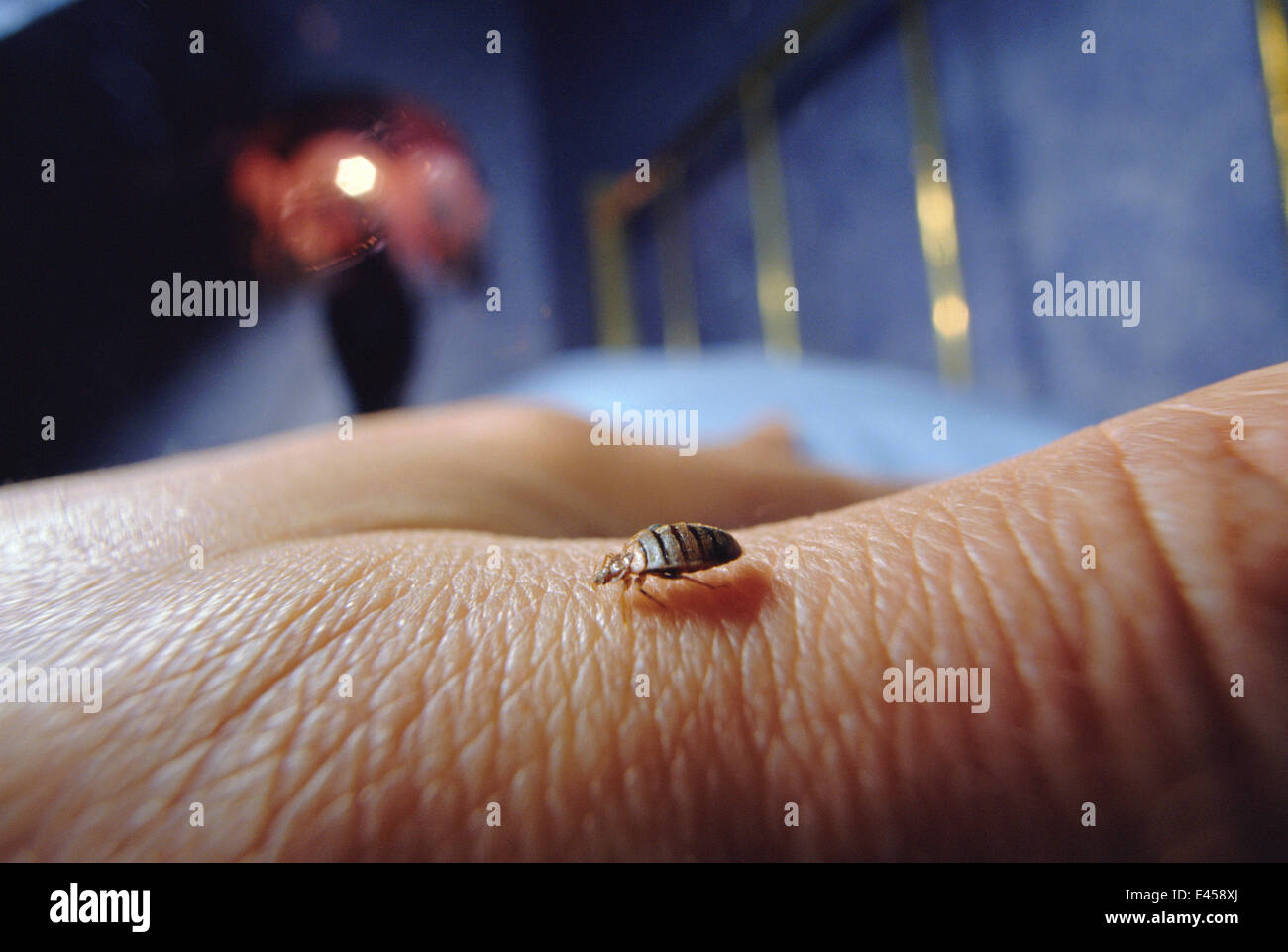 Lectularius hi-res stock photography and images - Alamy