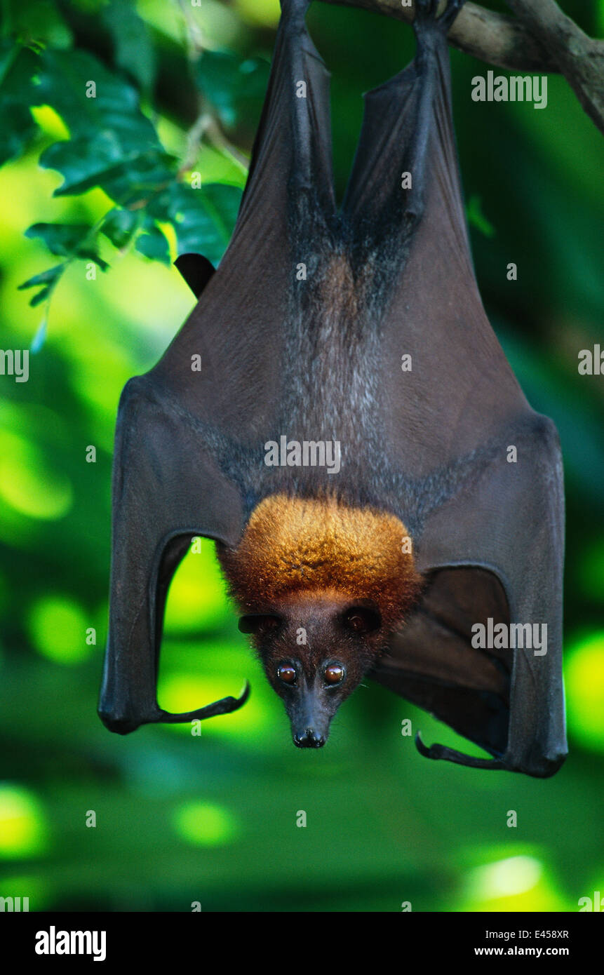Flying fox {Pteropus genus} hanging from branch in tree, occurs in ...