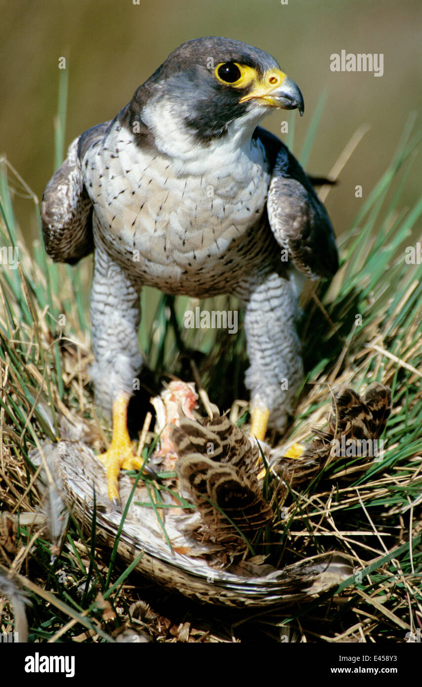 Peregrine falcon eating prey hi-res stock photography and images - Alamy