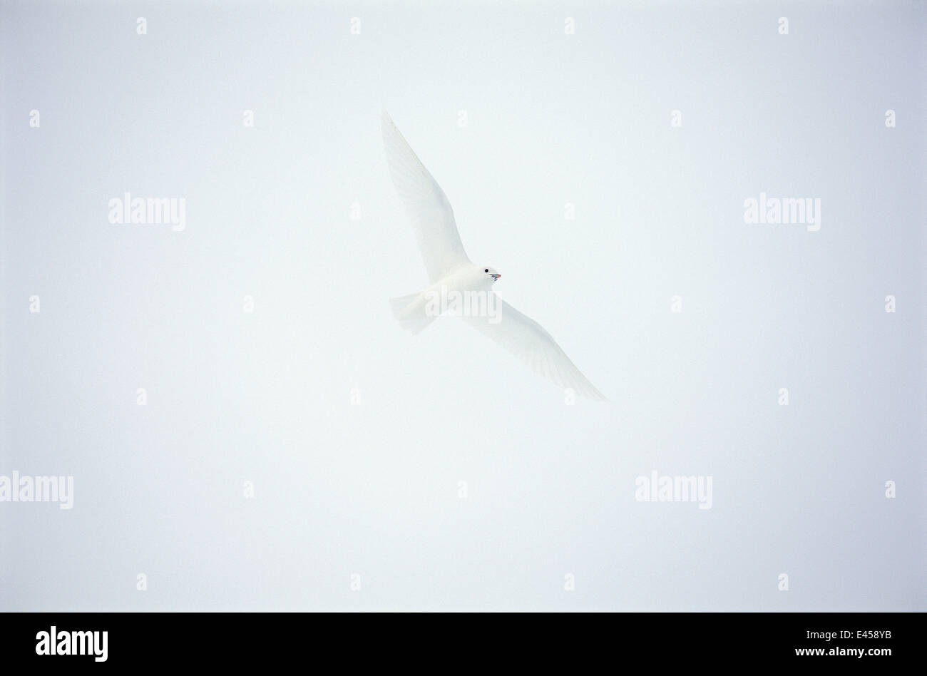 Ivory gull in flight {Pagophila eburnea / alba} Qaanaaq, Greenland ...