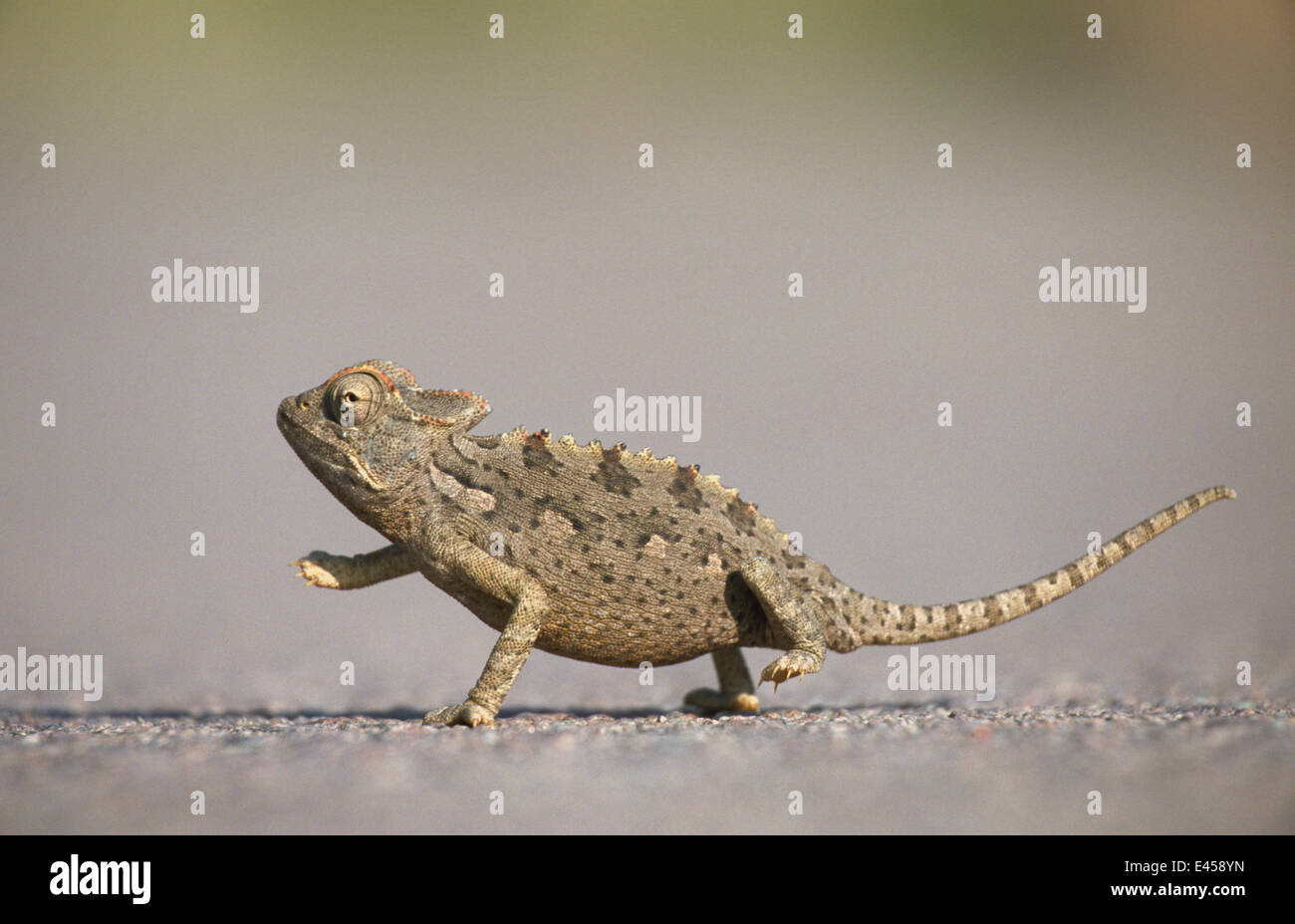 Desert Chameleon {Chamaeleo namaquensis} walking on hot sand, Namibia ...