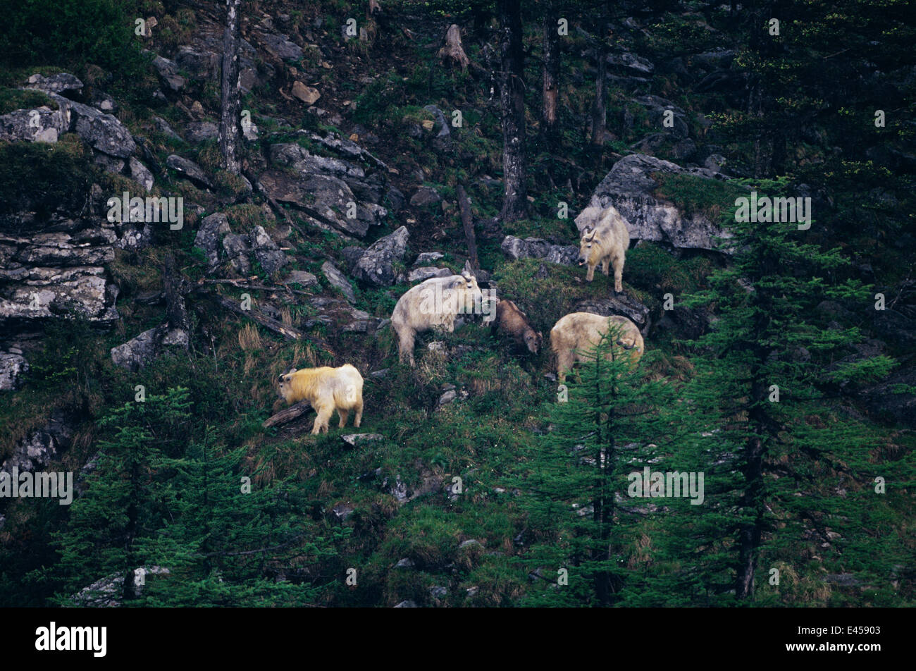 Takins budorcas taxicolor hi-res stock photography and images - Alamy