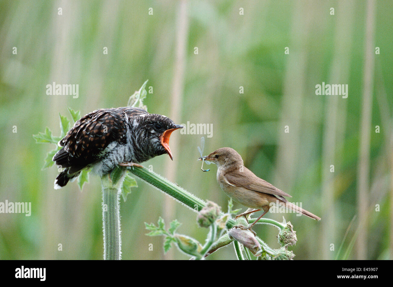 Juvenile European cuckoo {Cuculus canorus} fed by Reed warbler ...