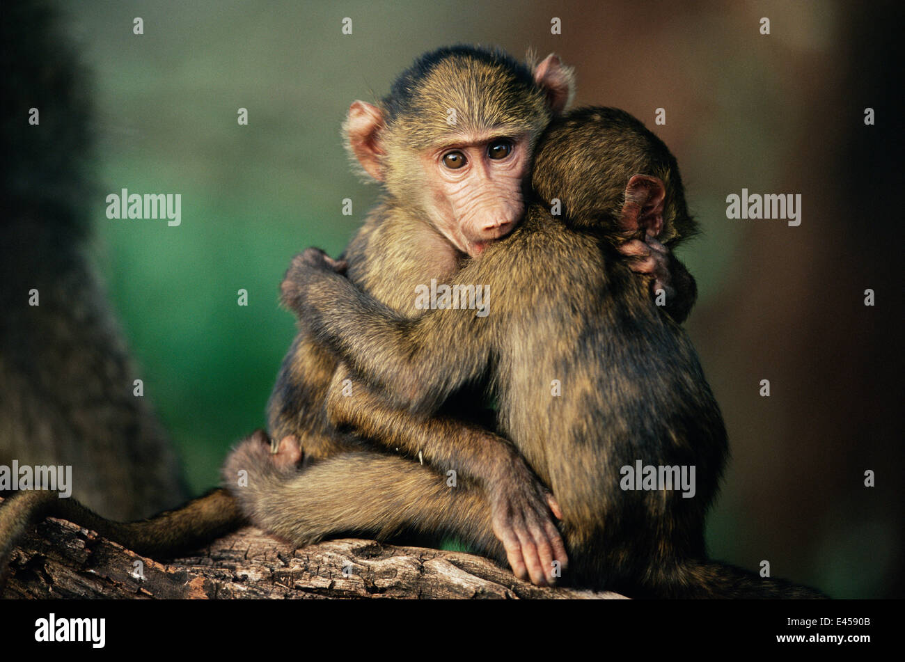 Hugging animals one another hi-res stock photography and images - Alamy