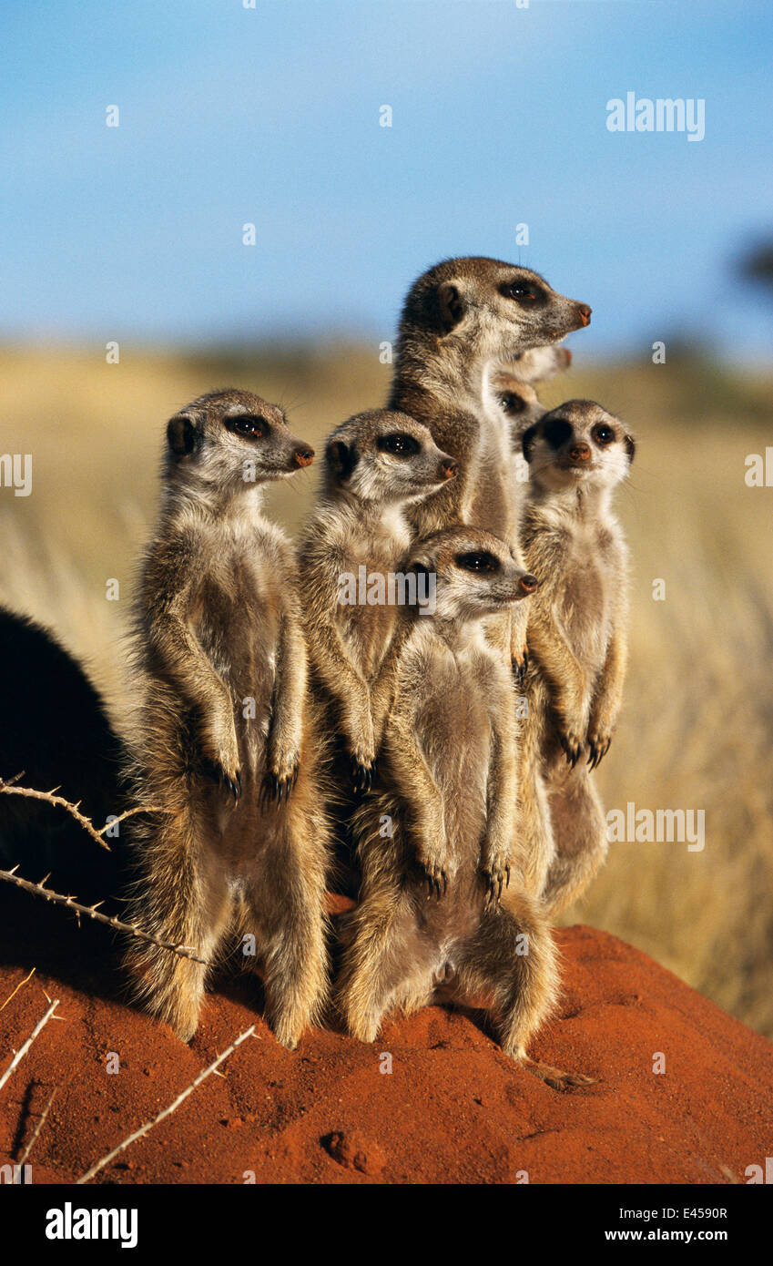 Meerkat Family