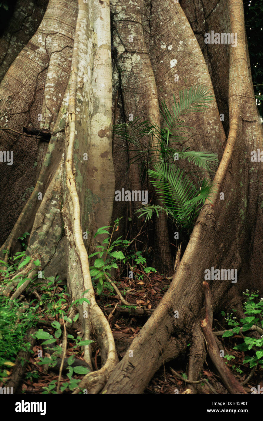 Buttress roots details, Manaus, Brazil, South America Stock Photo - Alamy