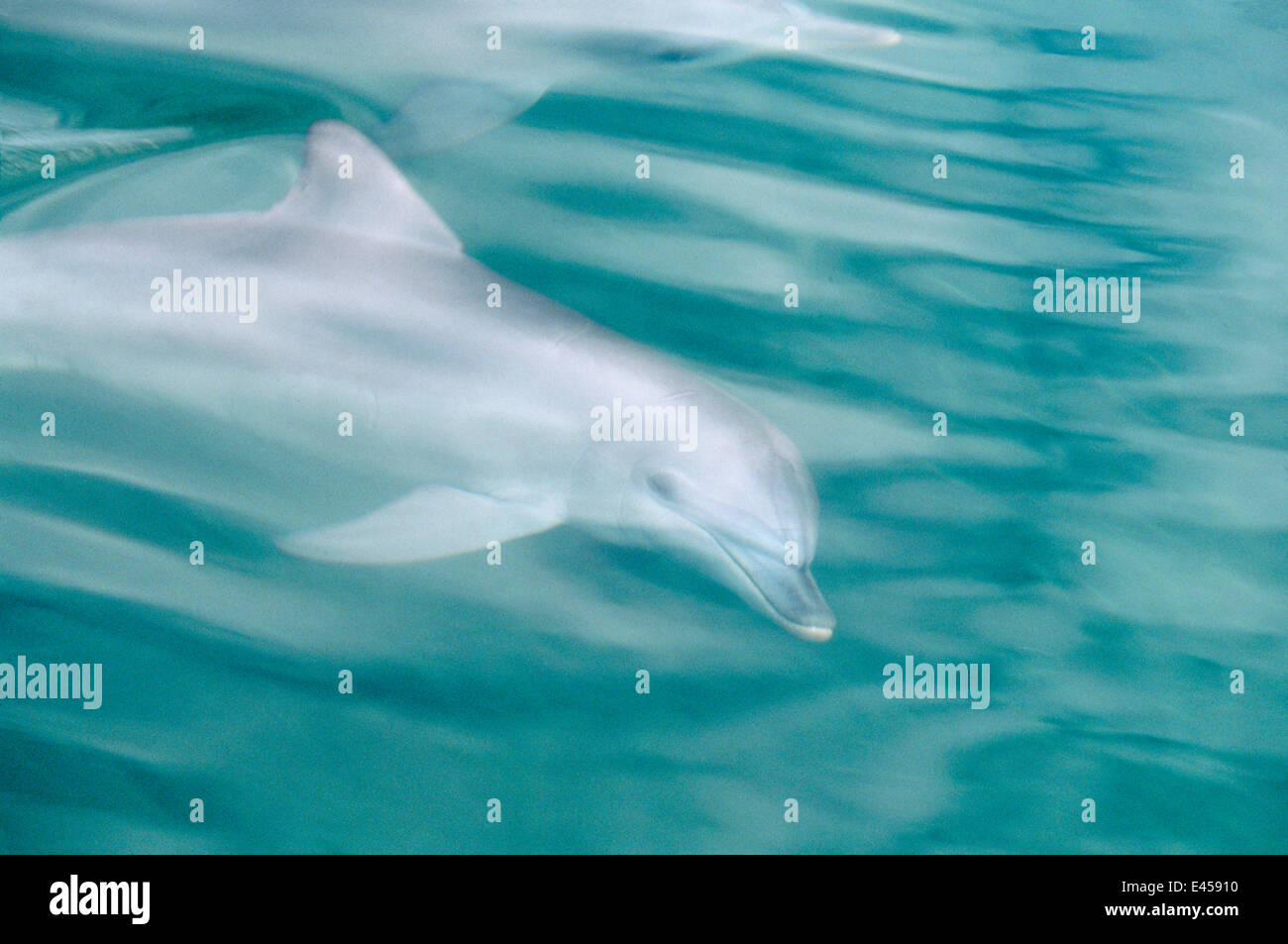 Bottlenose dolphin abstract {Tursiops truncatus} Shark Bay, Australia Stock Photo - Alamy