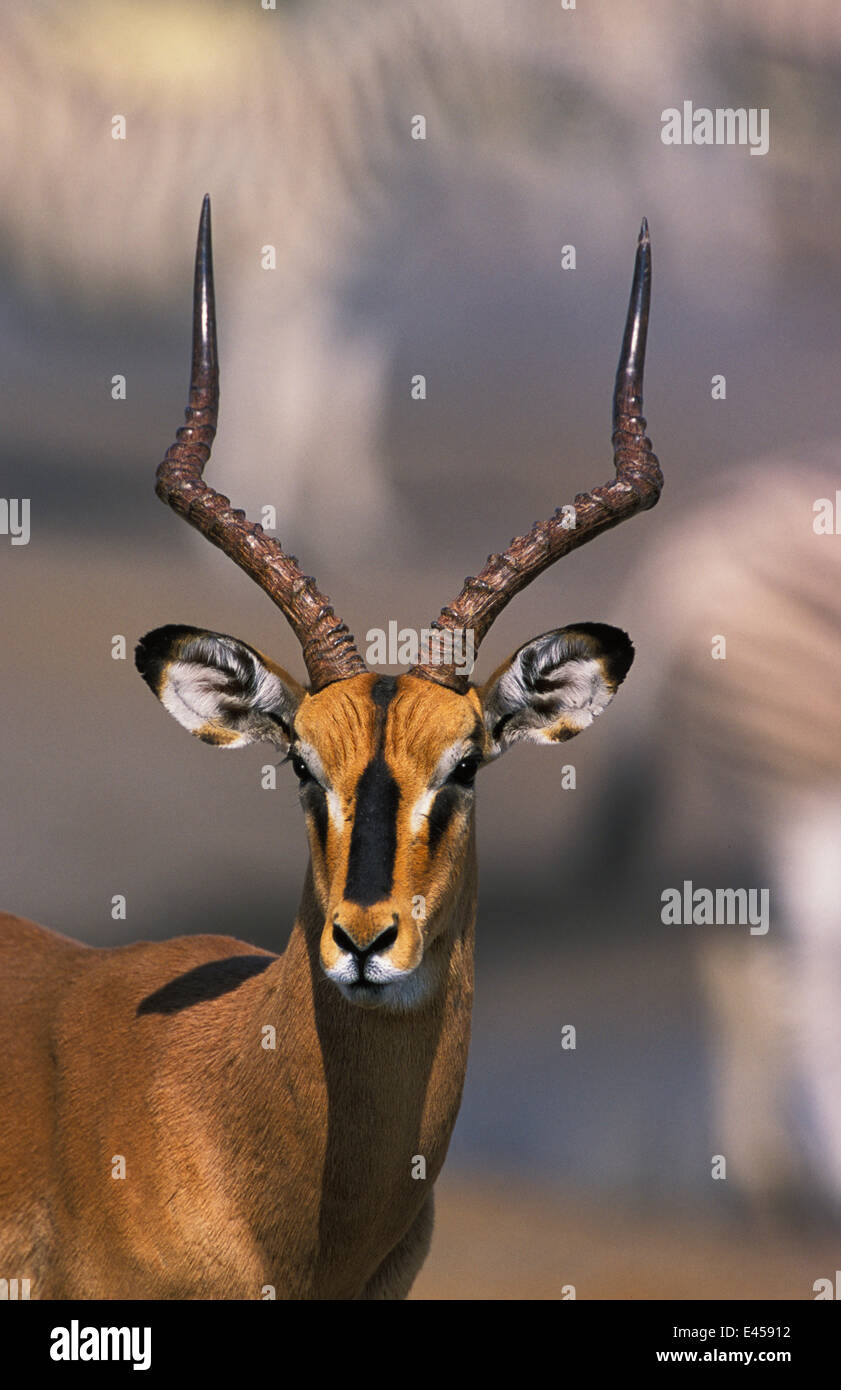 Black face impala hi-res stock photography and images - Alamy