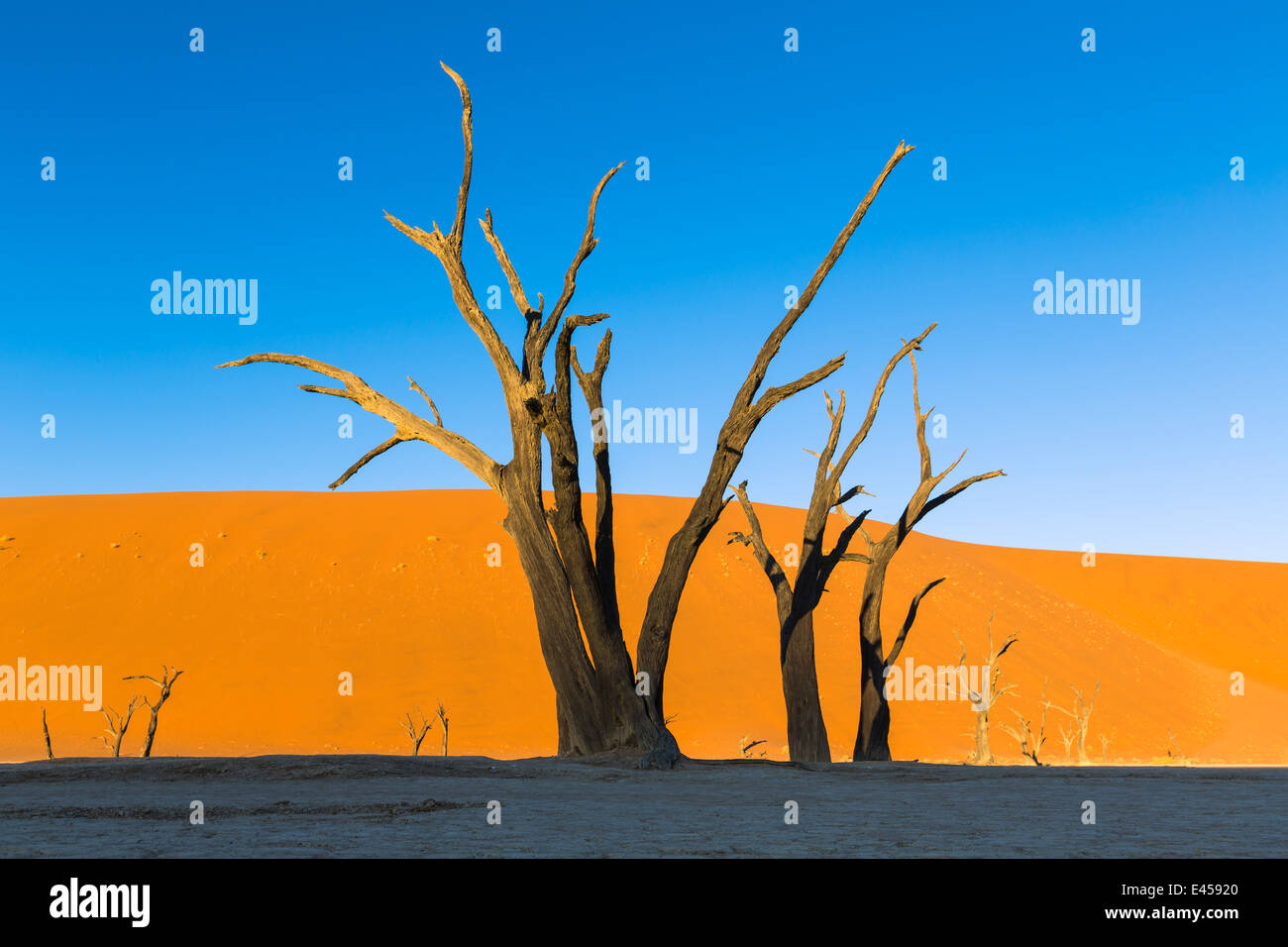 Dead acacia trees in Dead Vlei.Sossusvlei, Namibia Stock Photo - Alamy
