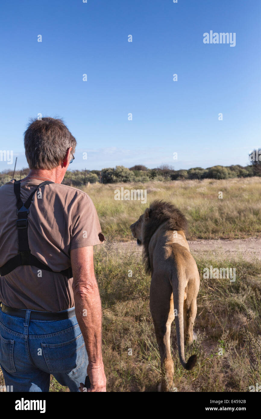 Animal ranger walking with male lion(Panthera leo), Namibia Stock Photo ...