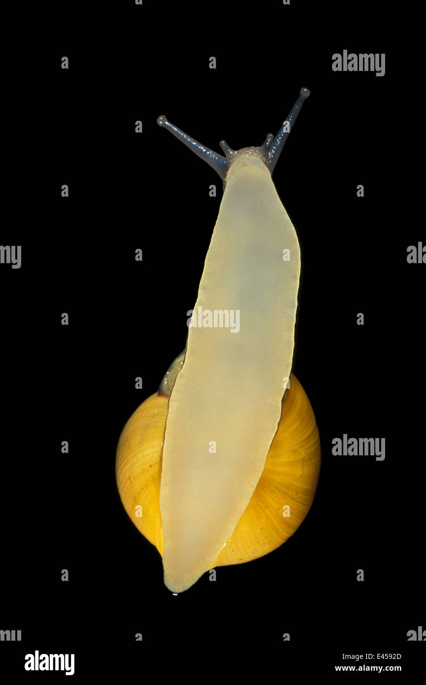 Foot of Banded snail {Cepaea sp} viewed from below Stock Photo - Alamy
