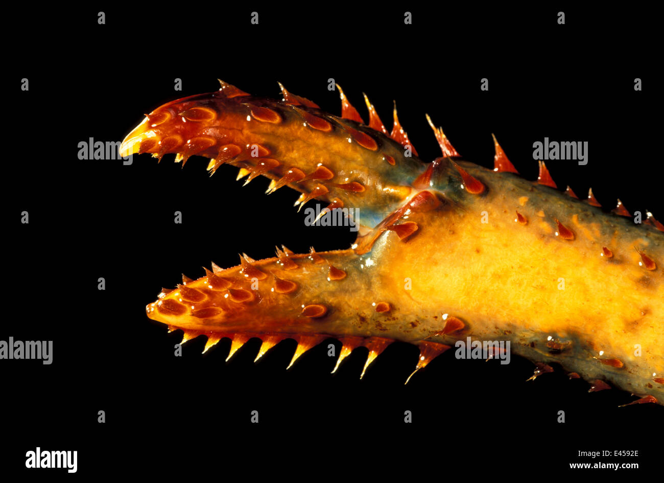 Close up of claw of Northern lobster {Homarus americanus} Stock Photo ...
