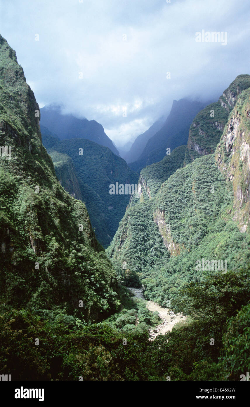 Andean cloud forest near Machu Picchu, Cusco, Peru Stock Photo - Alamy