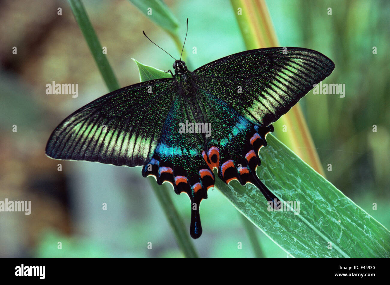 Maack's swallowtail butterfly {Papilio maacki} Asia Stock Photo - Alamy