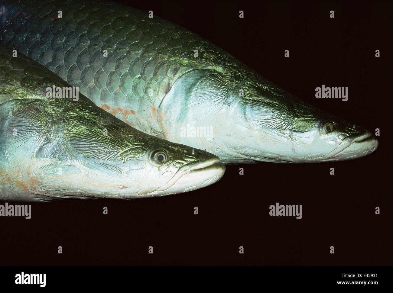Giant arapaima / Pirarucu fish {Arapaima gigas} Amazonia, Brazi Stock ...