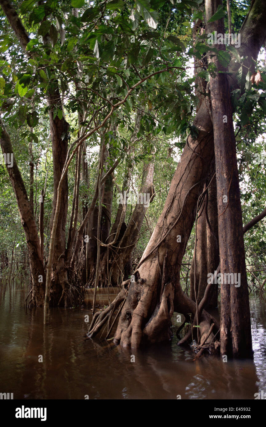 Trees in flooded rainforest (Varzea) Mamiraua Ecological Station ...