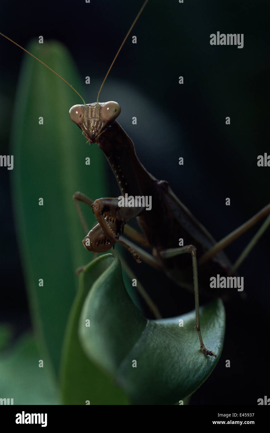Madagascar praying mantis hi-res stock photography and images - Alamy