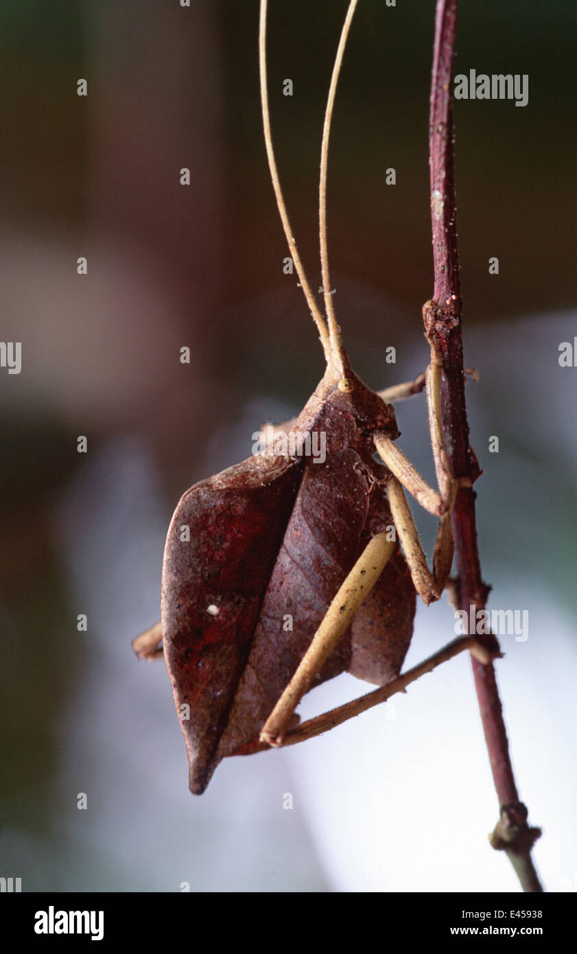 Leaf katydid {Ommatoptera pictifolia} dead leaf mimic, atlantic ...