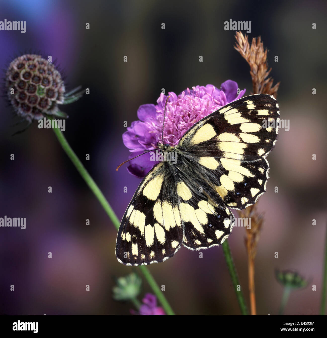Marbled White Butterfly (Melanargia galathea) on Field Scabious. Dorset ...