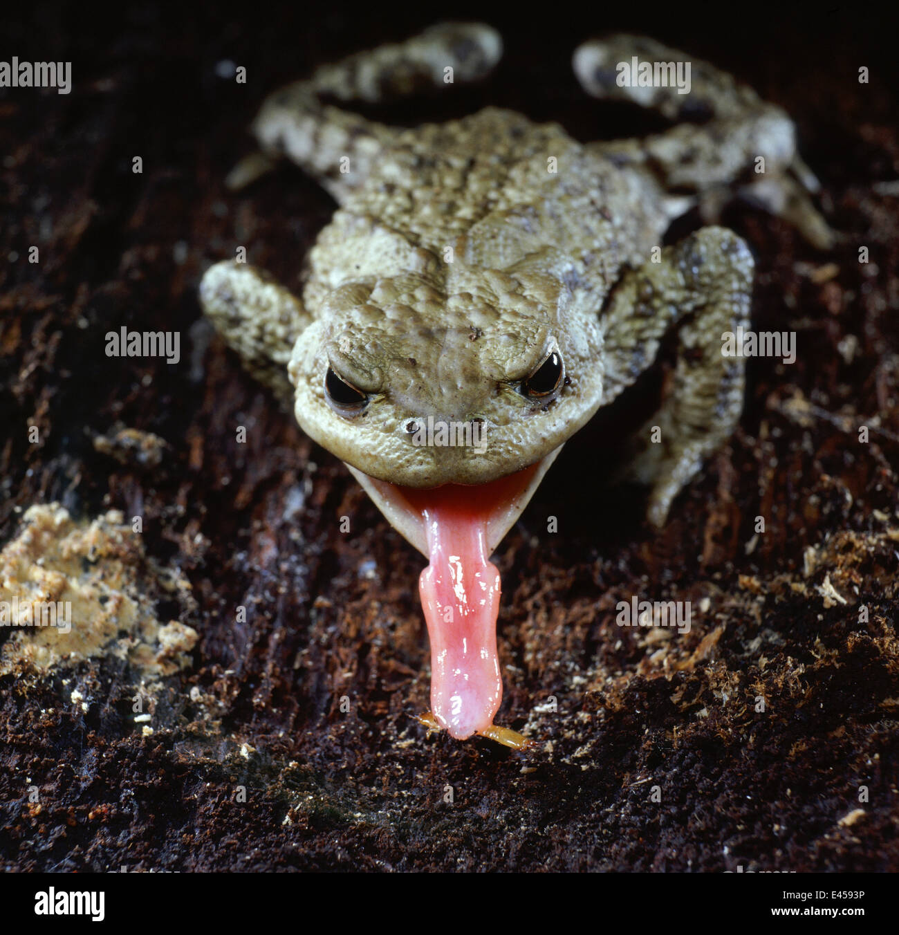 Toad tongue hi-res stock photography and images - Alamy