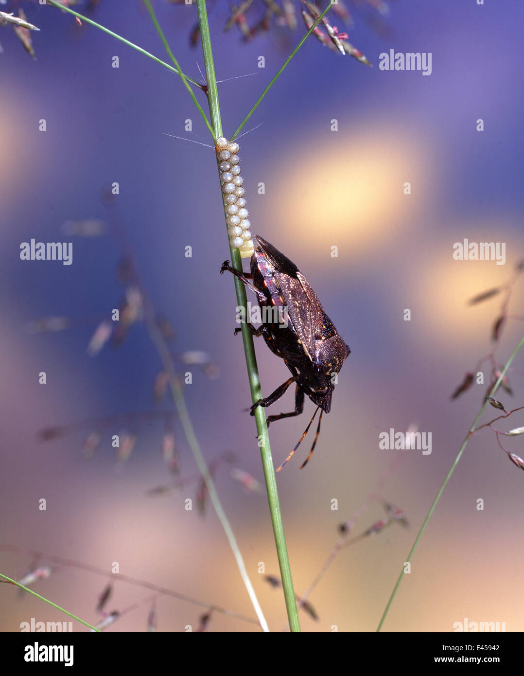 Hemiptera hi-res stock photography and images - Alamy