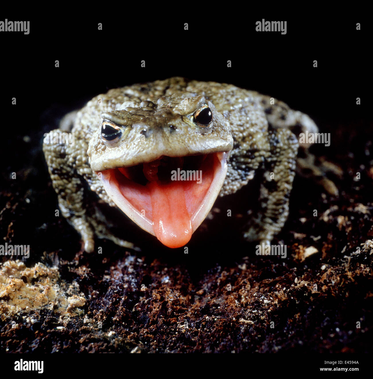 Toad tongue hi-res stock photography and images - Alamy