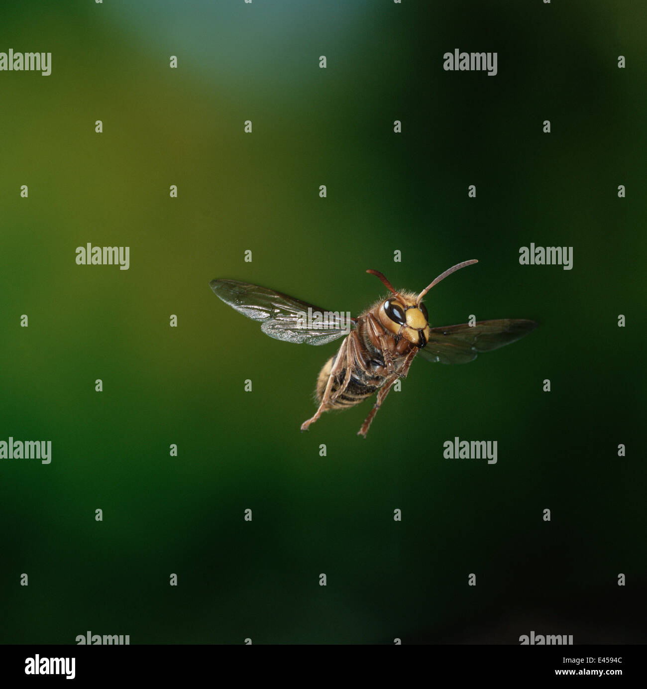 Hornet {Vespa crabro} flying, UK Stock Photo - Alamy