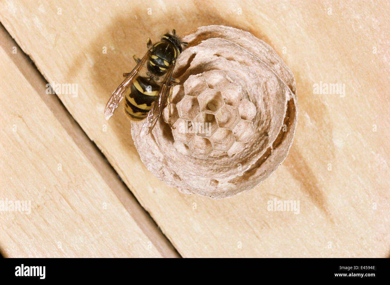 Tree wasp queen building nest {Vespula sylvestris}. UK Stock Photo - Alamy