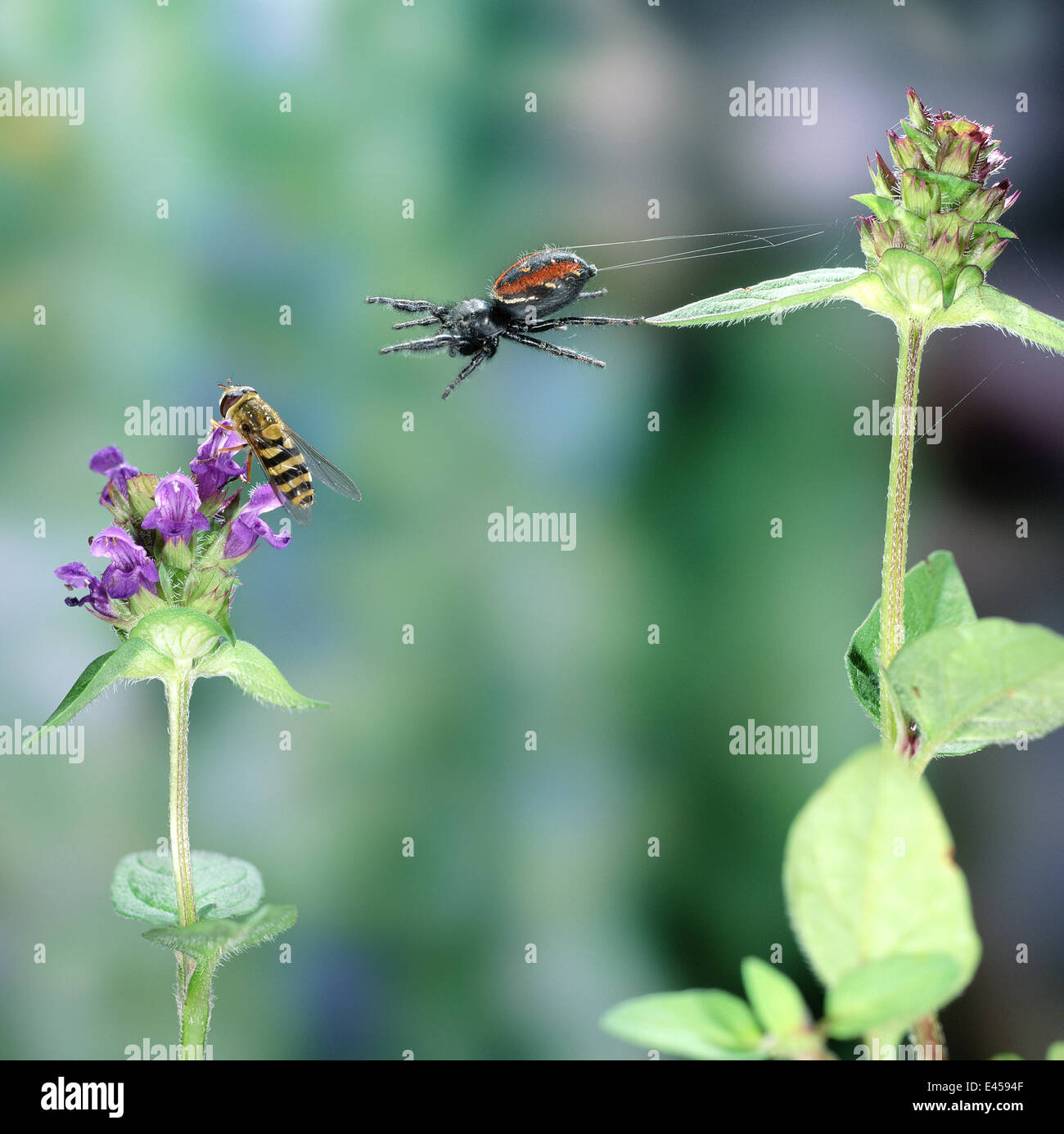 Spiders catching insects hi-res stock photography and images - Alamy