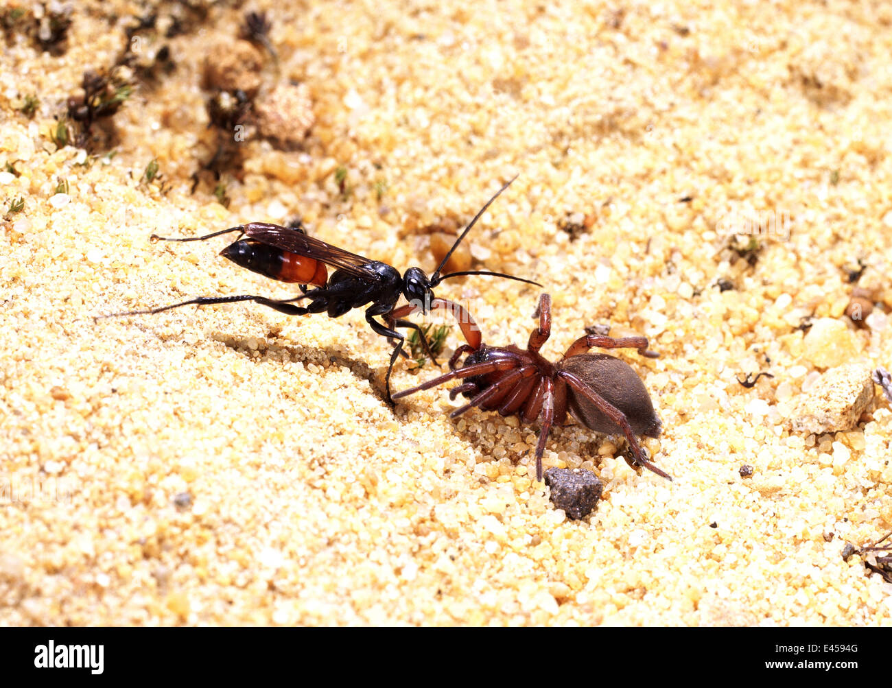 Spider-hunting Wasp (Priocnemis exaltatus) female with prey. Surrey ...