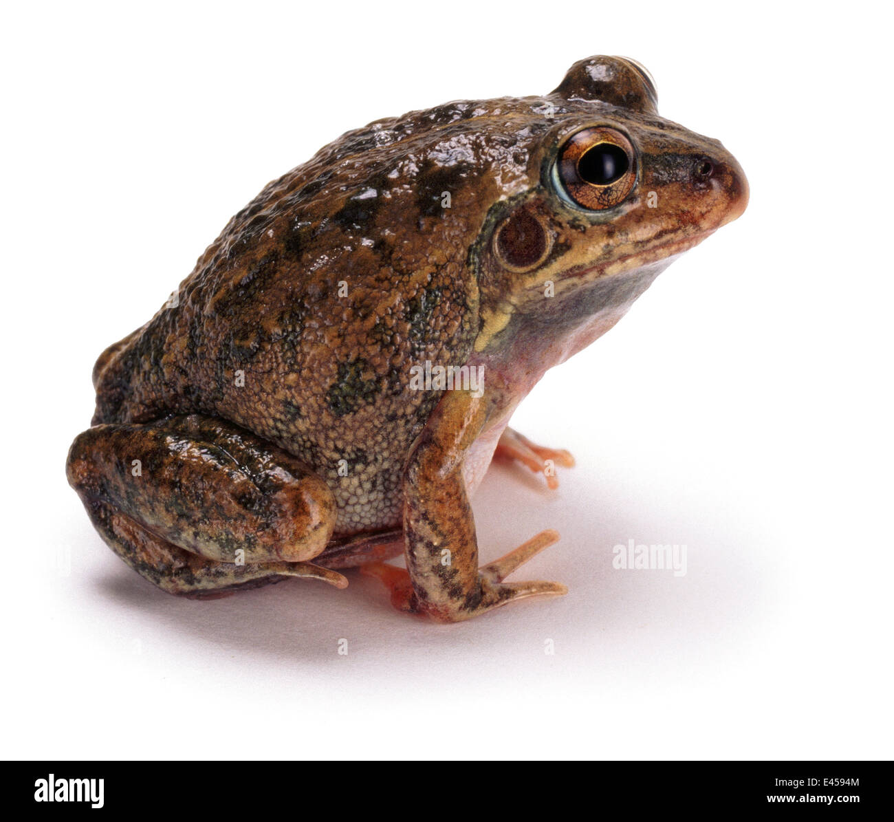 Wailing frog (Cyclorana vagitus) North Australia. Captive Stock Photo ...